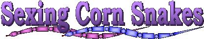 Sexing Your Corn Snake - CORNSNAKE.CO.UK
